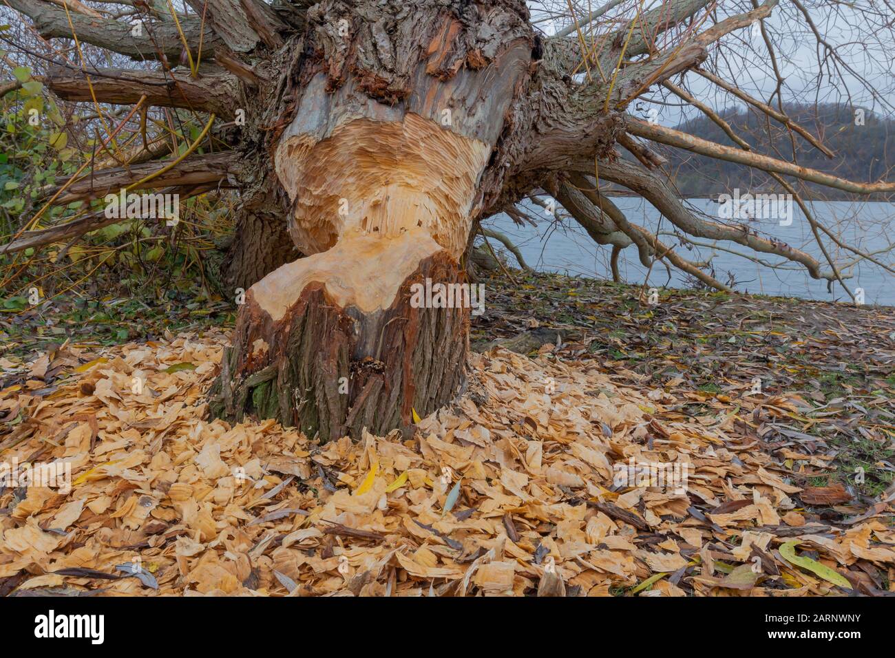 A tree cut down by a beaver near the river Meuse. The beavers is a ...