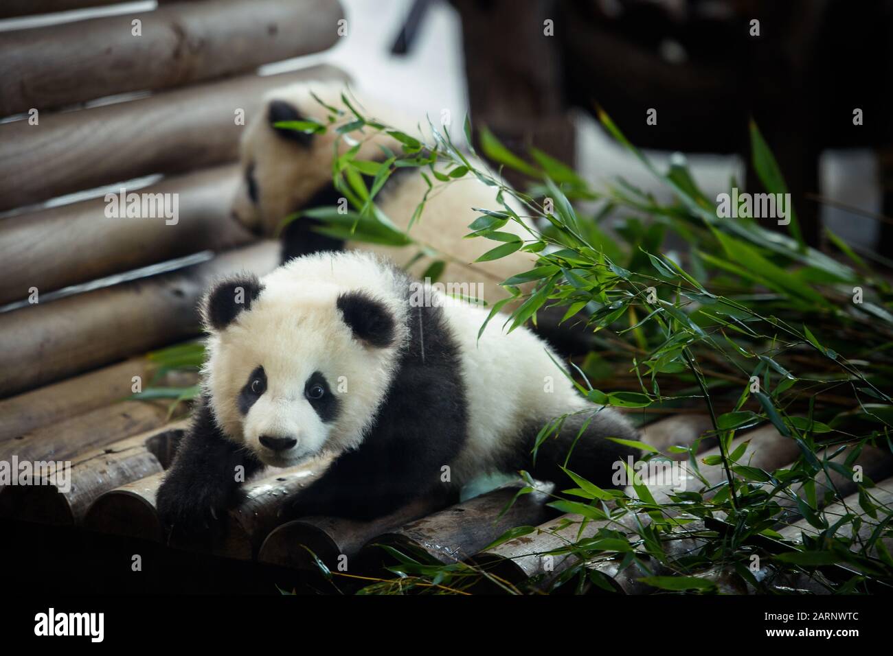 Berlin, Germany. 29th Jan, 2020. Meng Xiang (Pit) explores his ...