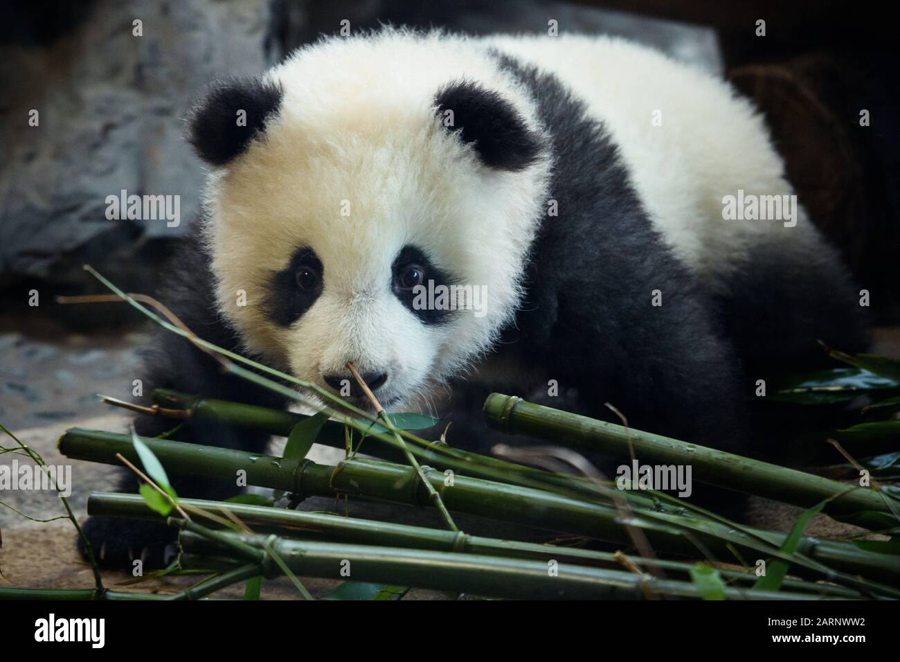 Berlin, Germany. 29th Jan, 2020. Meng Xiang (Pit) explores his ...