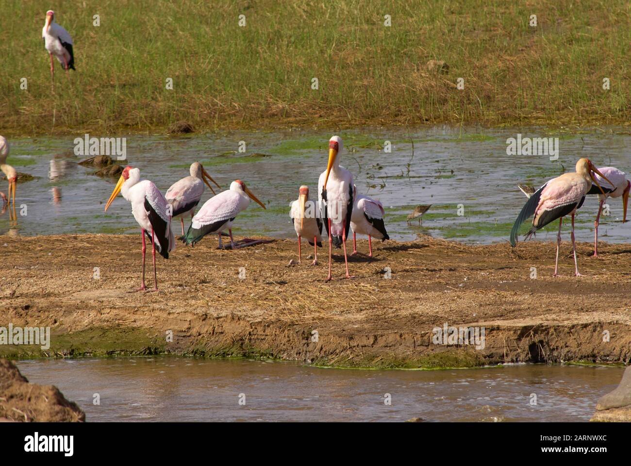 Yellow-billed storks in Tarangire valley, Northern Tanzania Stock Photo ...