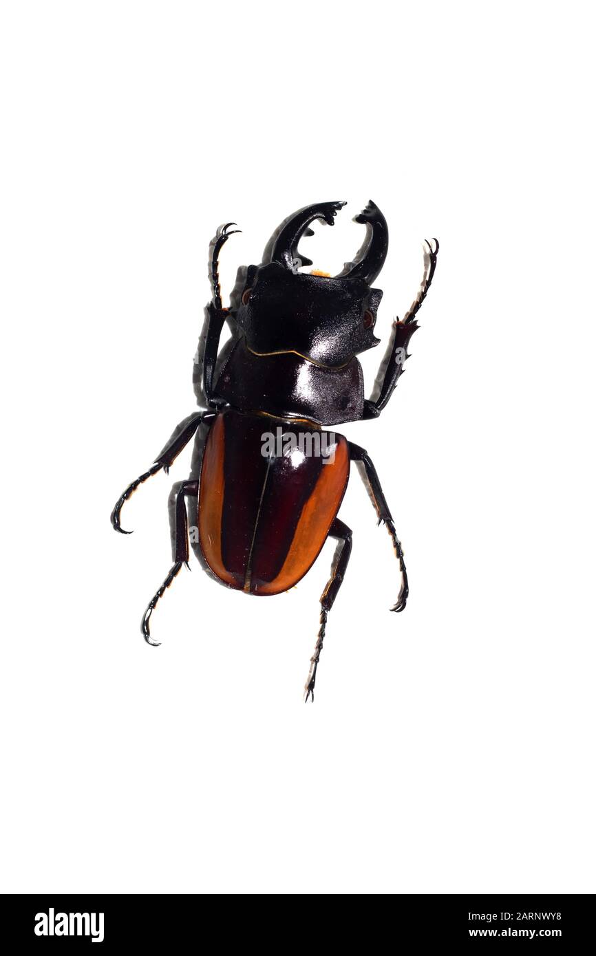 Big black end red beetle, isolate on a white background Stock Photo - Alamy