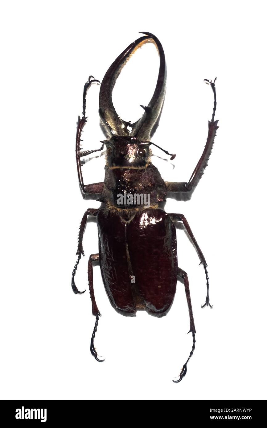 Big brown beetle, isolate on a white background Stock Photo - Alamy