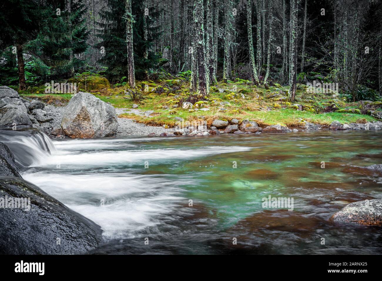 alpine stream with coniferous forest Stock Photo - Alamy