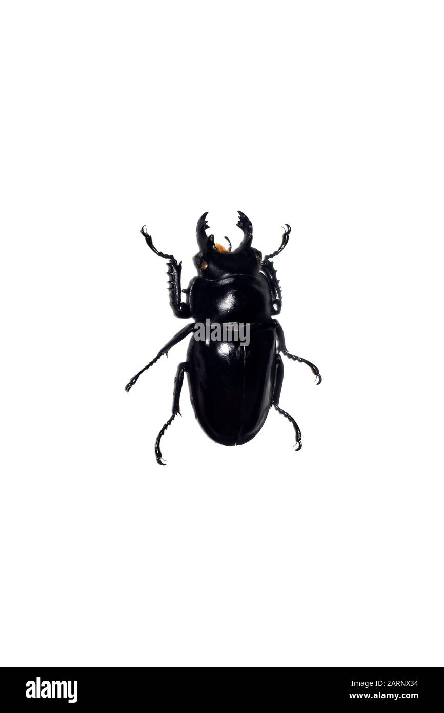 Neolucanus maximus hi-res stock photography and images - Alamy