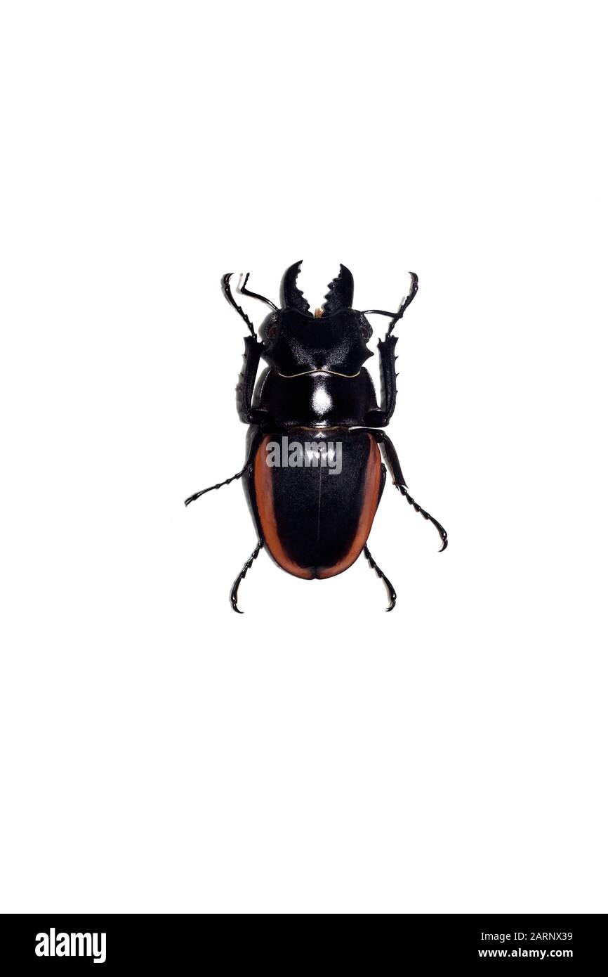 Three horned rhinoceros beetle hi-res stock photography and images - Alamy