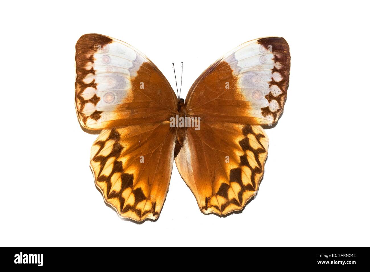 Big butterfly with yellow wings, isolate on white background Stock ...