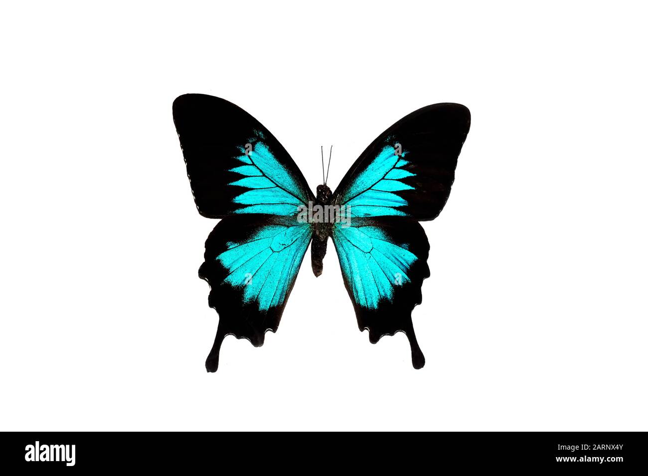 Big butterfly with blue wings, isolate on white background Stock Photo ...