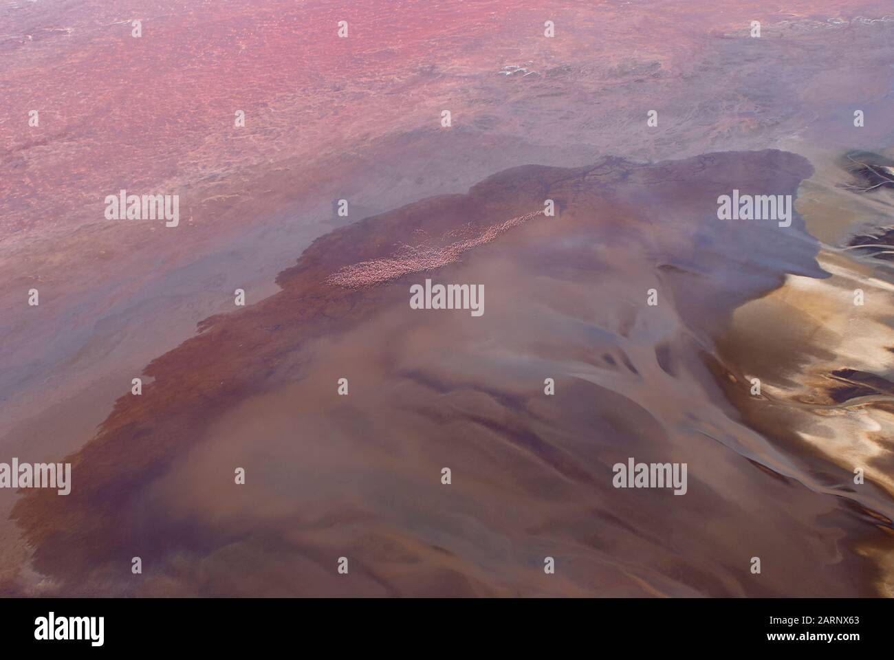 Photosynthesising pigments of the blue-green bacteria cyanobacteria ...