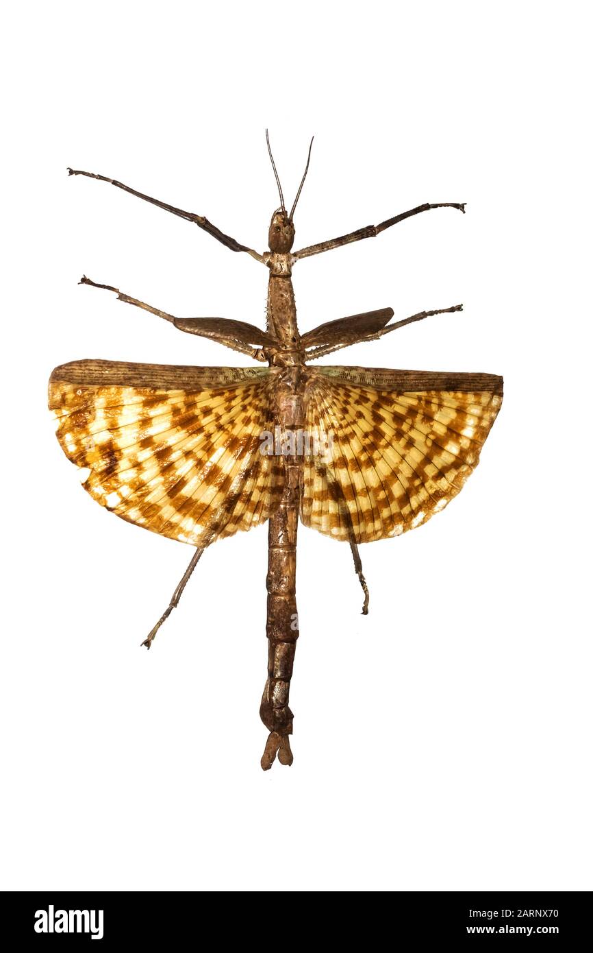 Large yellow insect as a tree branch, isolate on white background ...