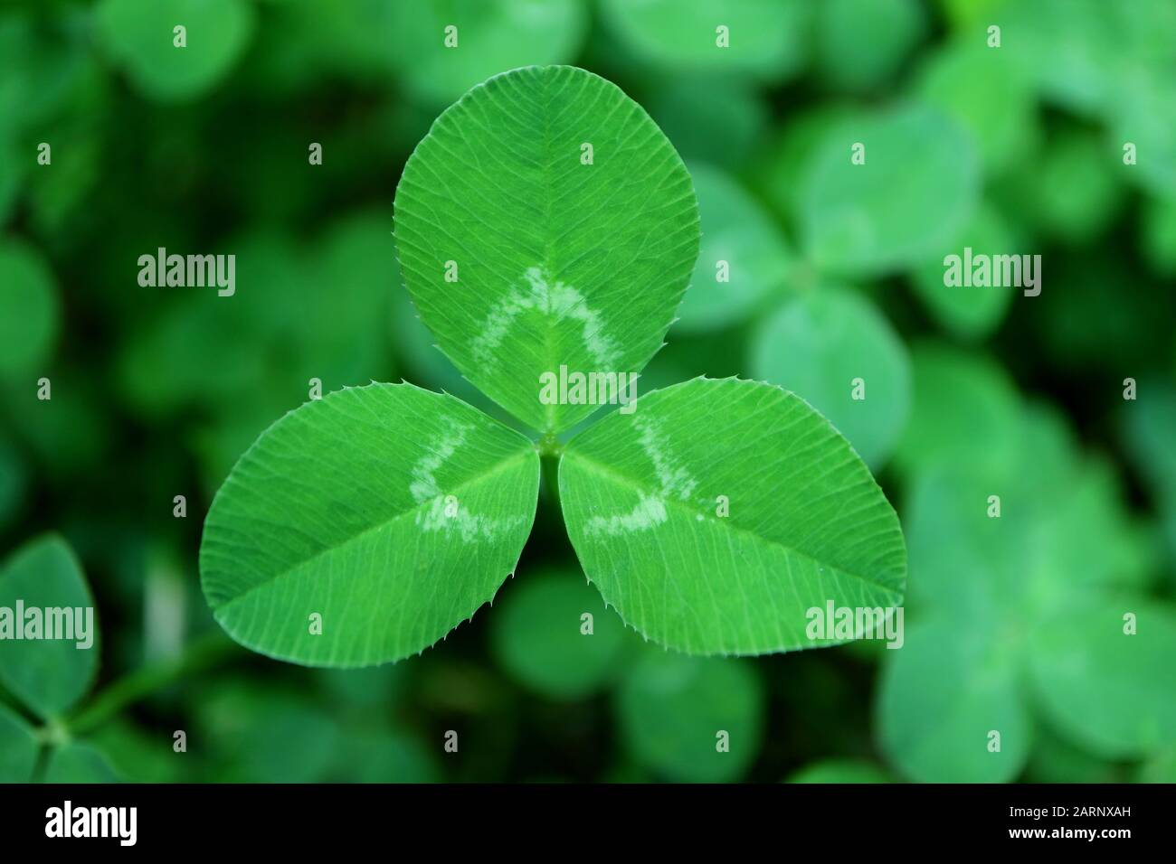 Closeup Vibrant Green Three-leaf Clover with Blurry Clover Field in the ...