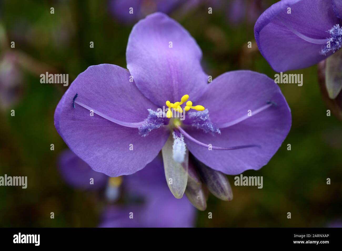 Murdannia gigantea hi-res stock photography and images - Alamy