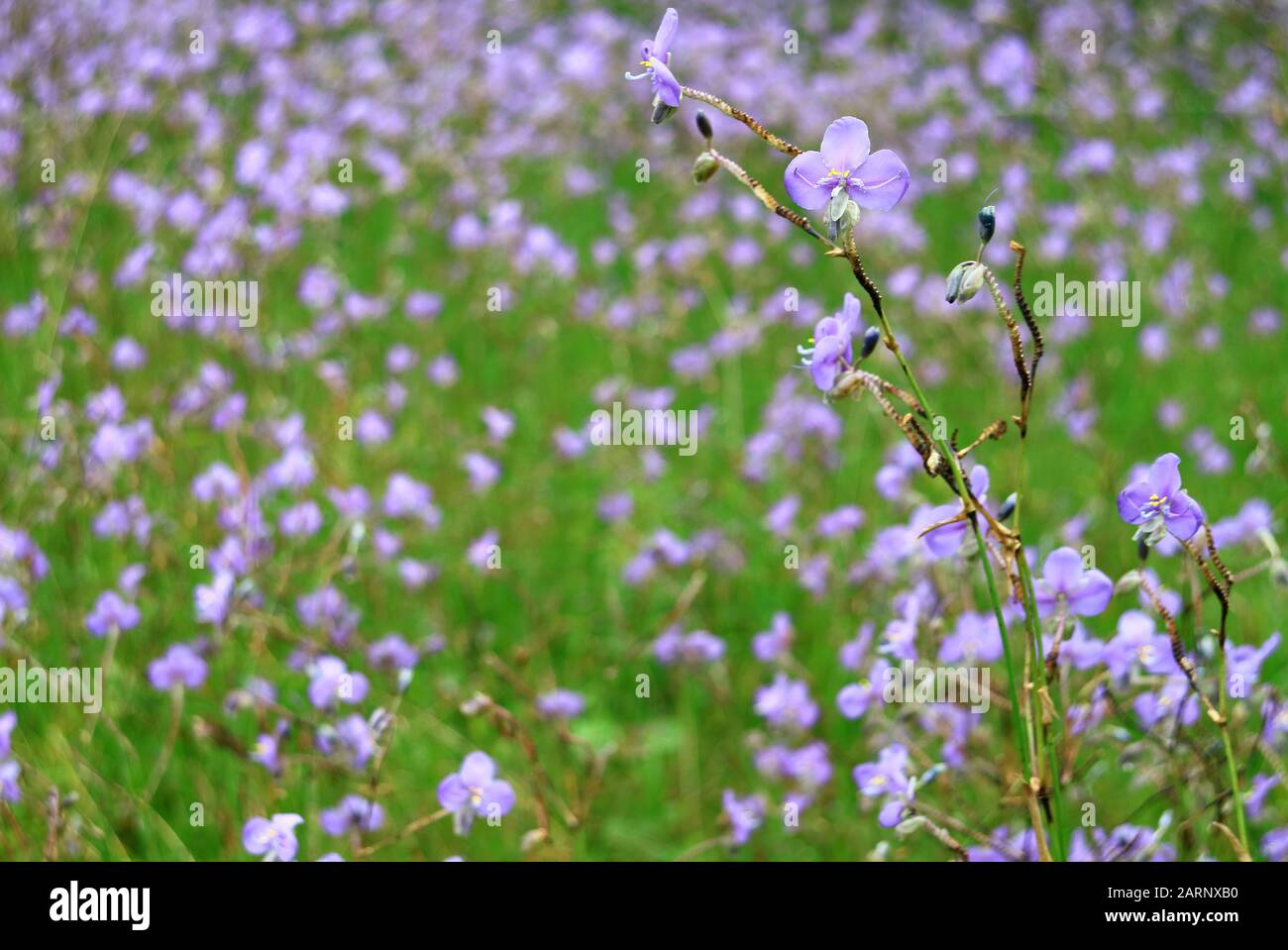 Murdannia gigantea hi-res stock photography and images - Alamy