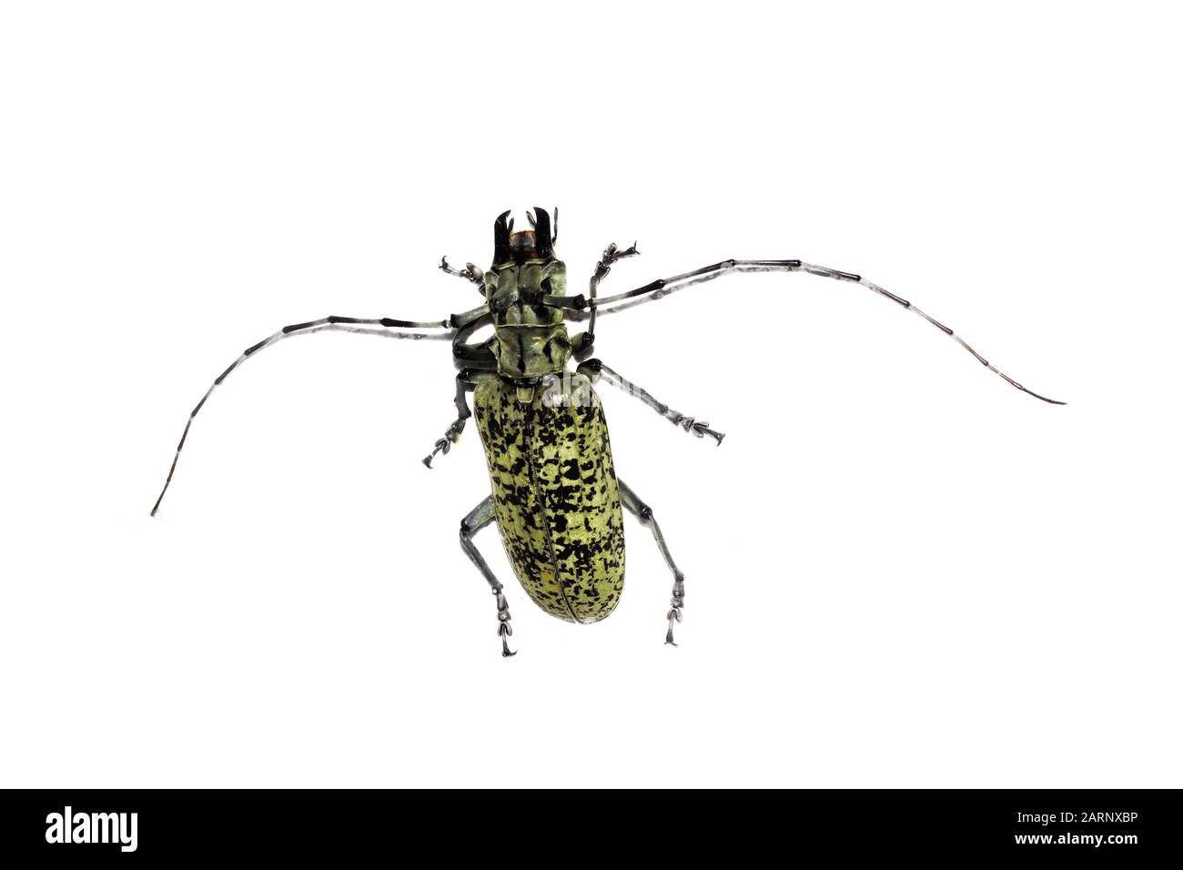 Big green beetle, isolate on a white background, cerambycidae Stock ...