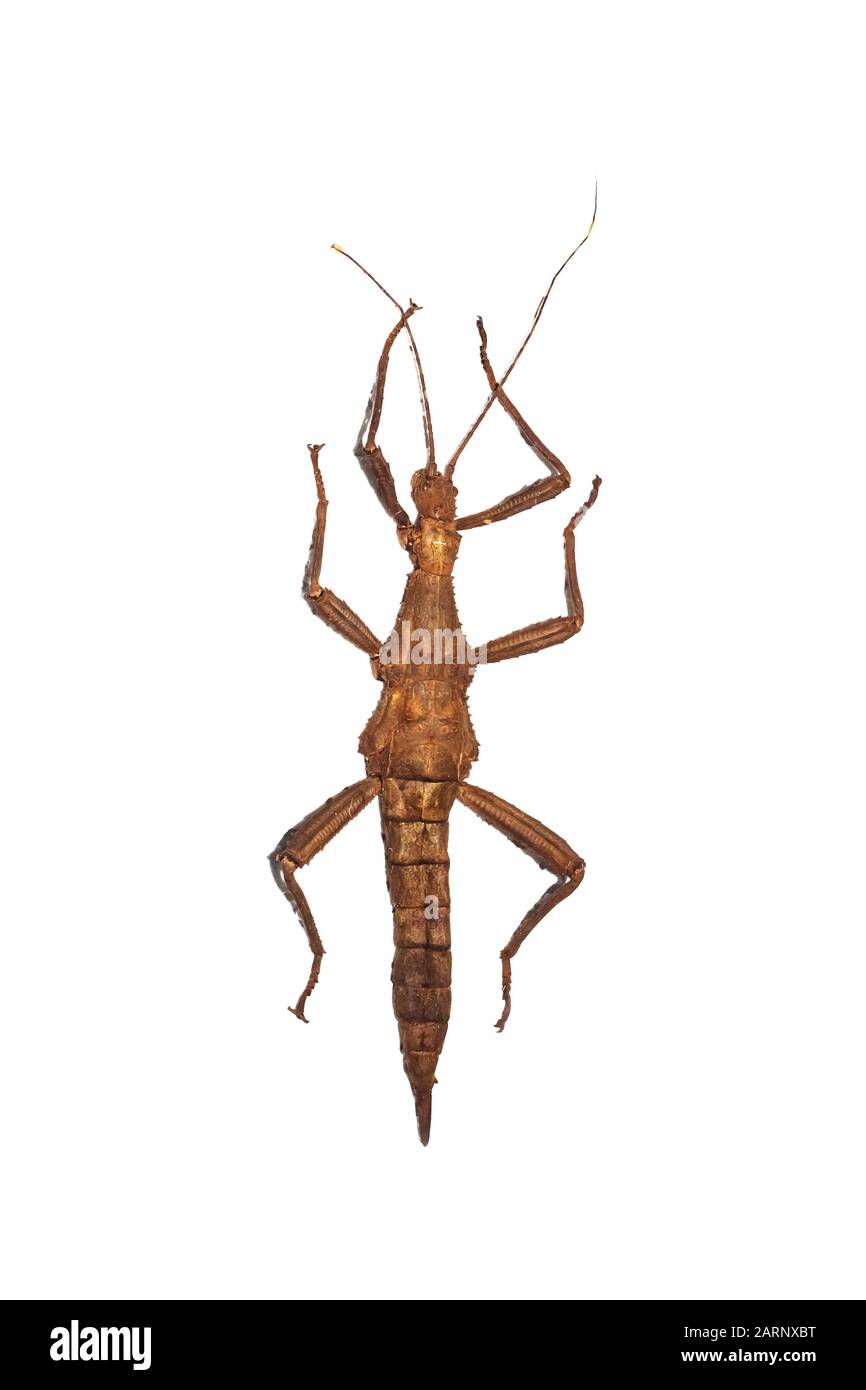 Large yellow insect as a tree branch, isolate on white background ...