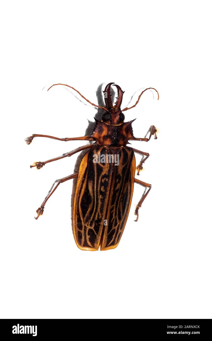 Big brown beetle, isolate on a white background, macrobontia Stock ...