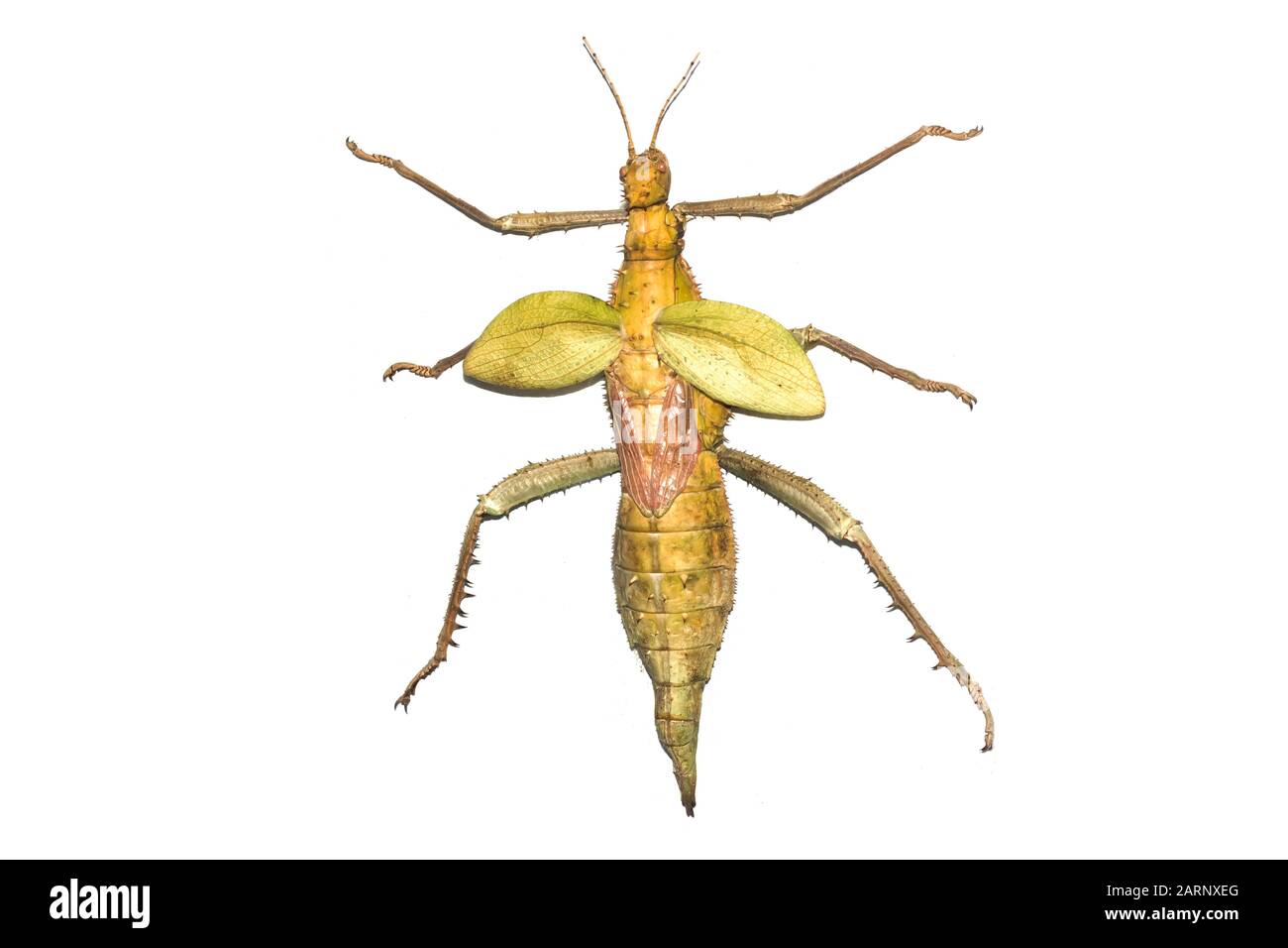 Large yellow insect as a tree branch, isolated, heteropteryx dilatata ...
