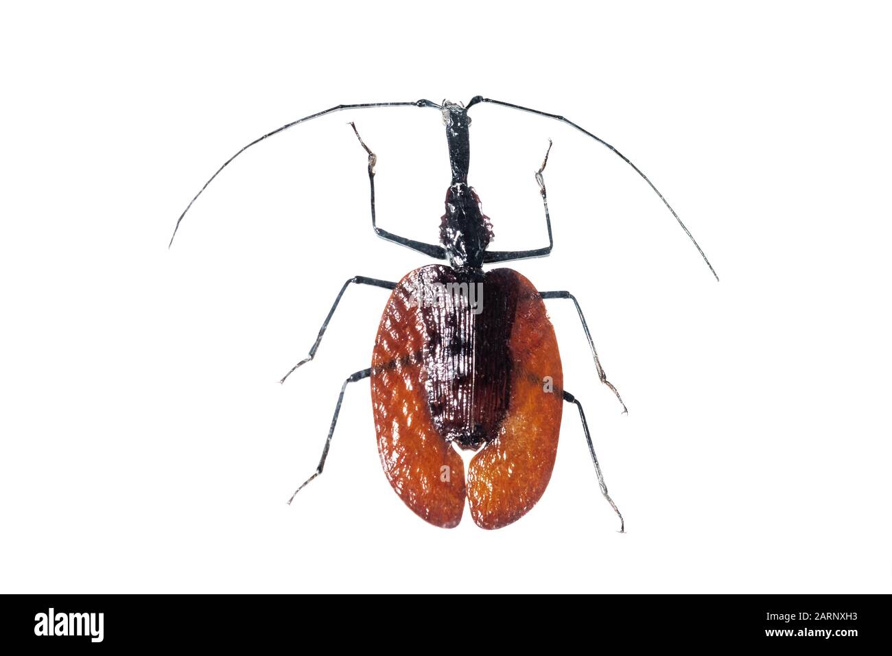 Big brown beetle, isolate on a white background, mormolyce phillodes ...