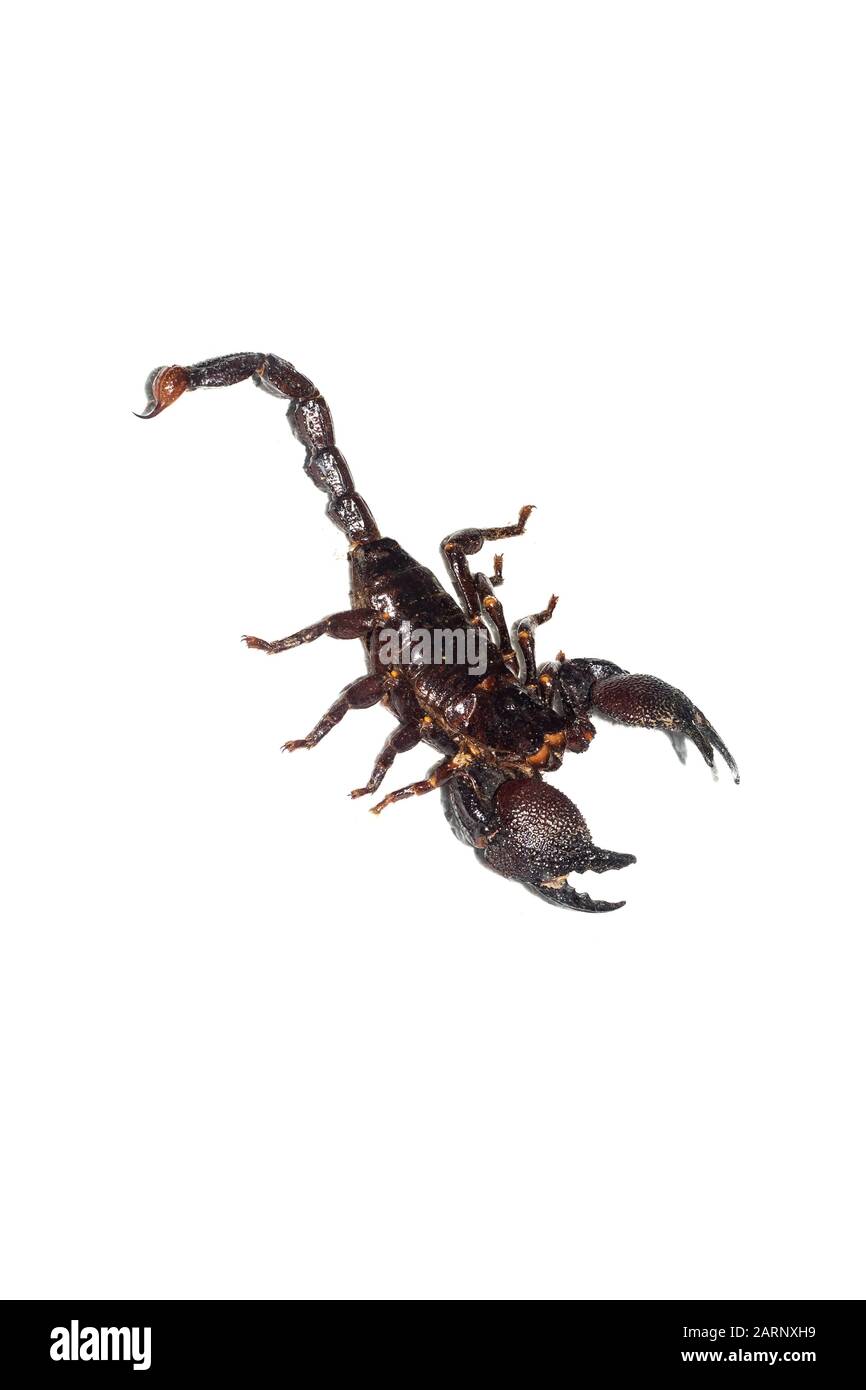Scorpio legs hi-res stock photography and images - Alamy