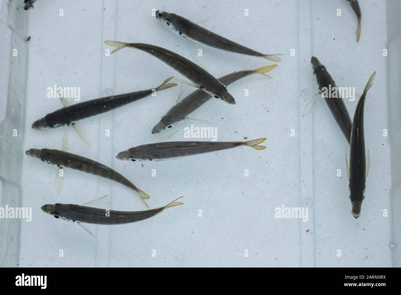 Horse mackerel fish caught in a white box. Fish are swimming alive ...