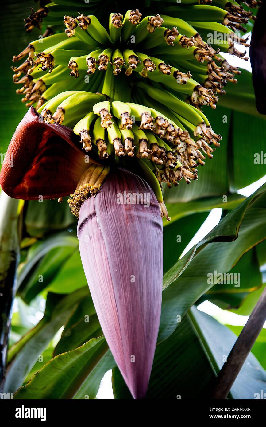 Banana Plantation on the island of Madeira.Each banana tree gives only ...