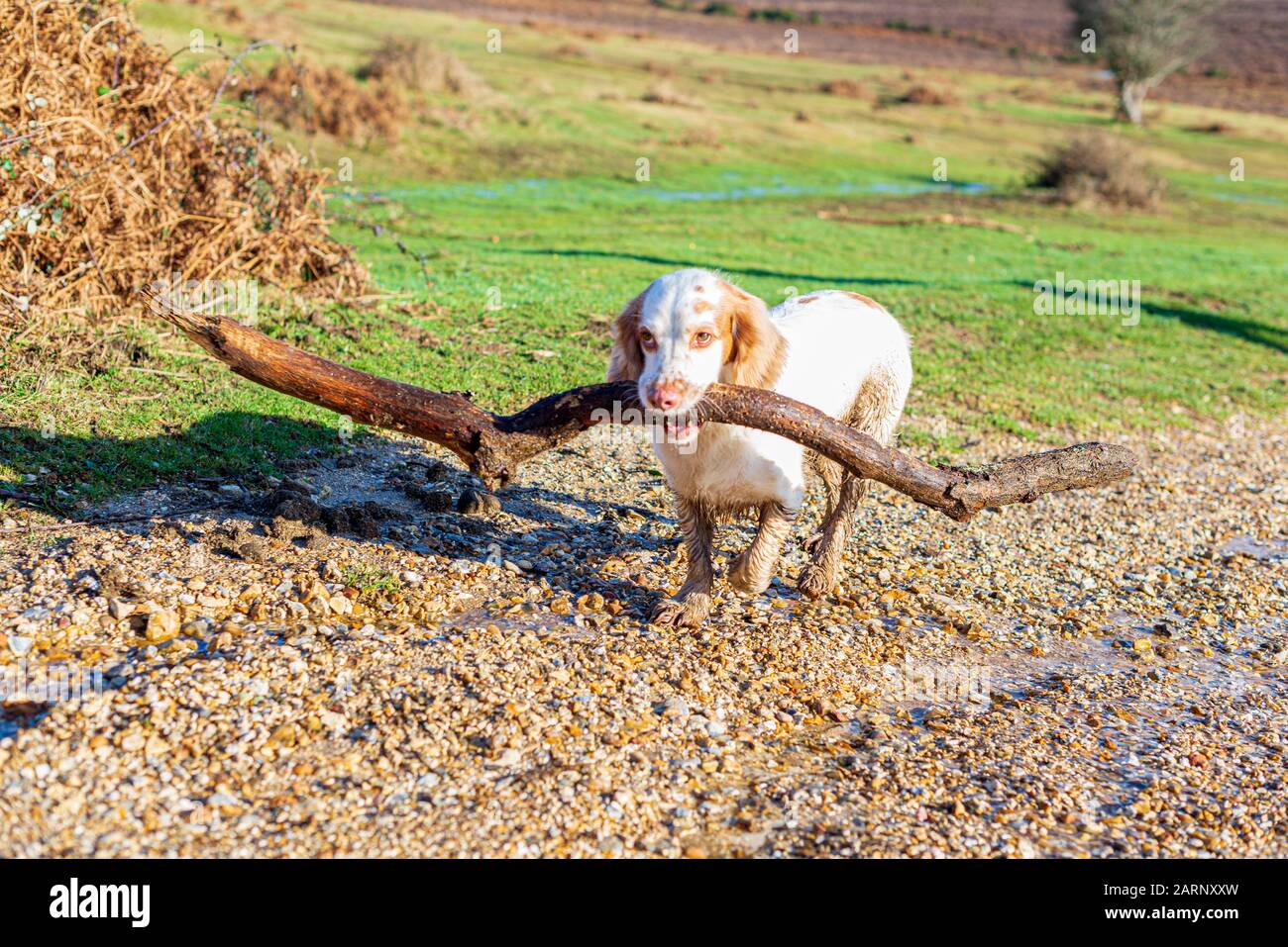 Brown and white Cocker Spaniel dog carrying a very large stick Stock ...