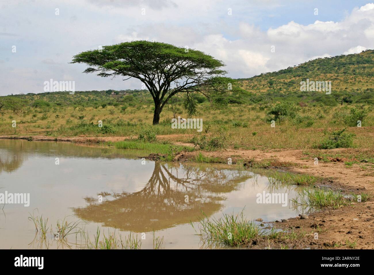 Acacia tree and waterhole in savannah, Hluhluwe Game Reserve Lodge ...