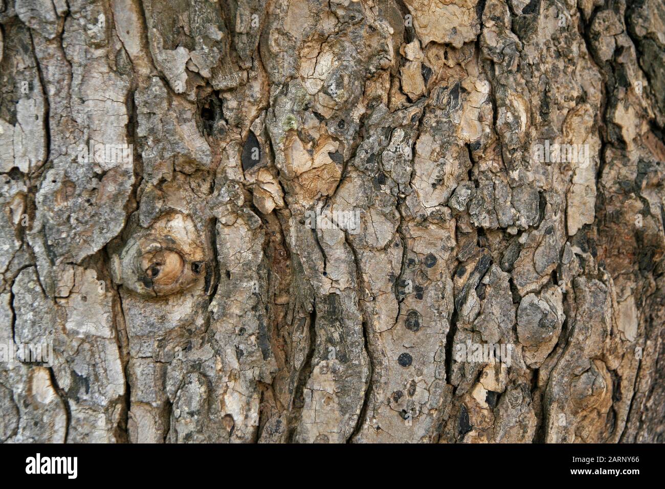 Marula tree hi-res stock photography and images - Alamy