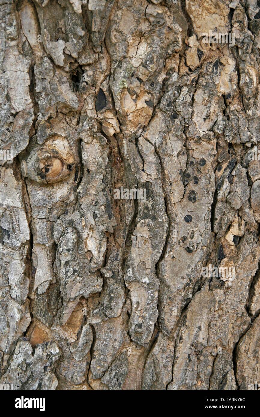 Marula tree hi-res stock photography and images - Alamy