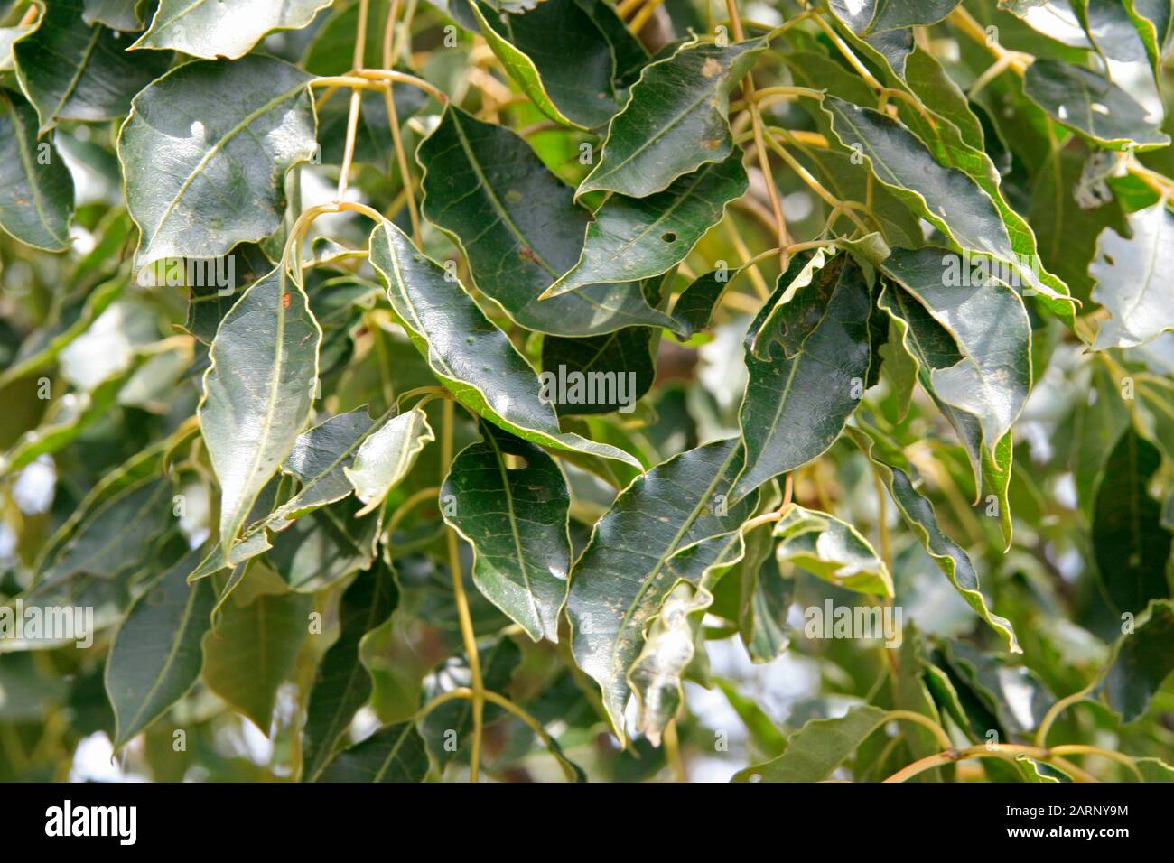 Marula tree hi-res stock photography and images - Alamy