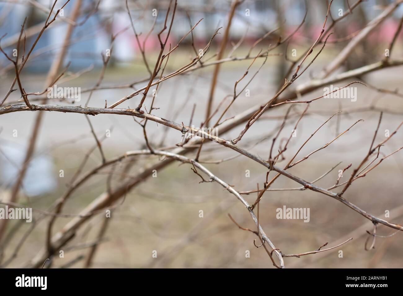 Dry tree branches in autumn park close up Stock Photo - Alamy