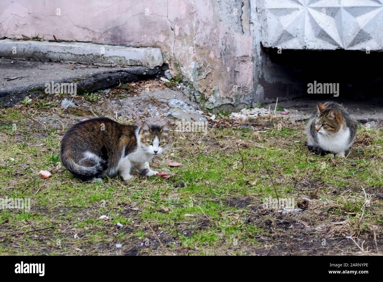 Cats eat food hi-res stock photography and images - Alamy