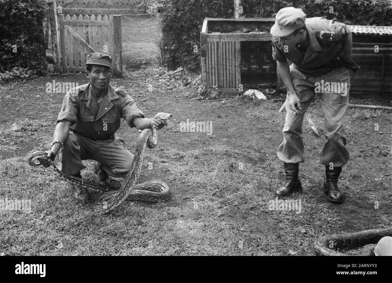 [a KNIL soldier holds the head and tail of a snake. A lieutenant ...