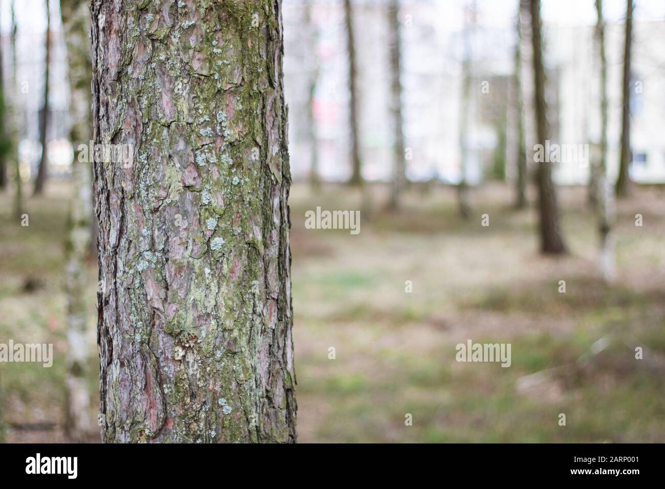 Tree trunk in the forest close up Stock Photo - Alamy