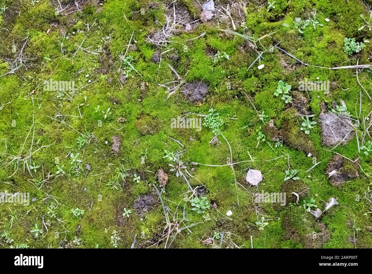 Green moss on the ground and grass, background Stock Photo - Alamy