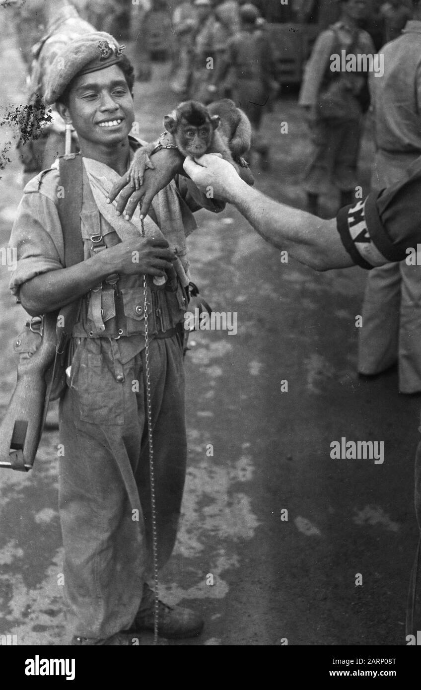 Monkey troops hi-res stock photography and images - Alamy