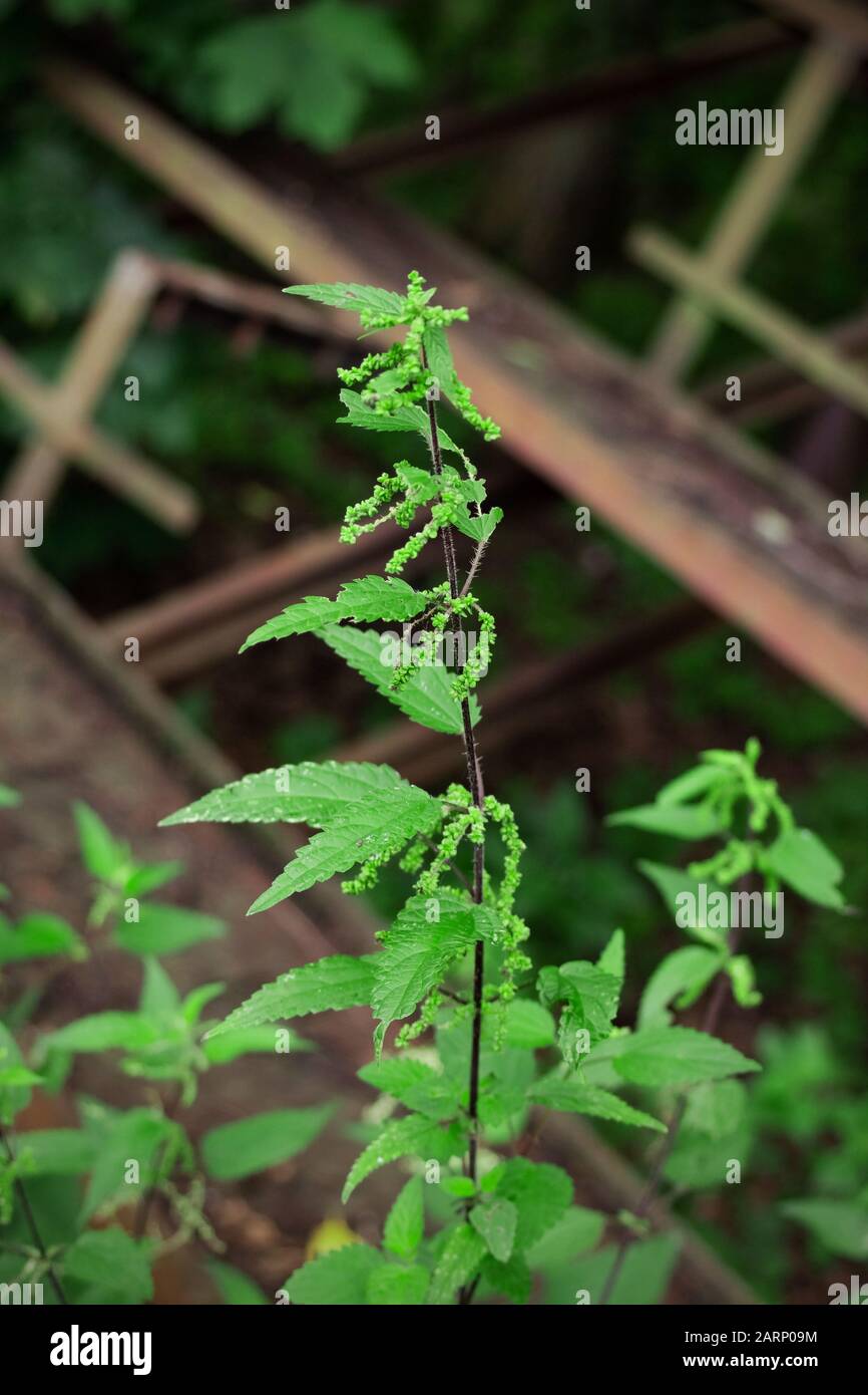Branch of nettle with green leaves close up Stock Photo - Alamy