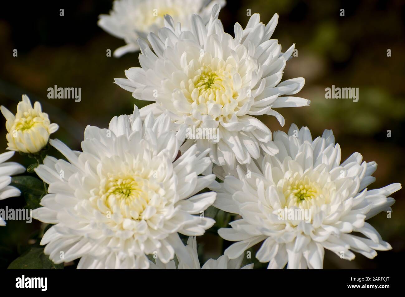Chrysanthemums, sometimes called mums or chrysanths, are flowering ...
