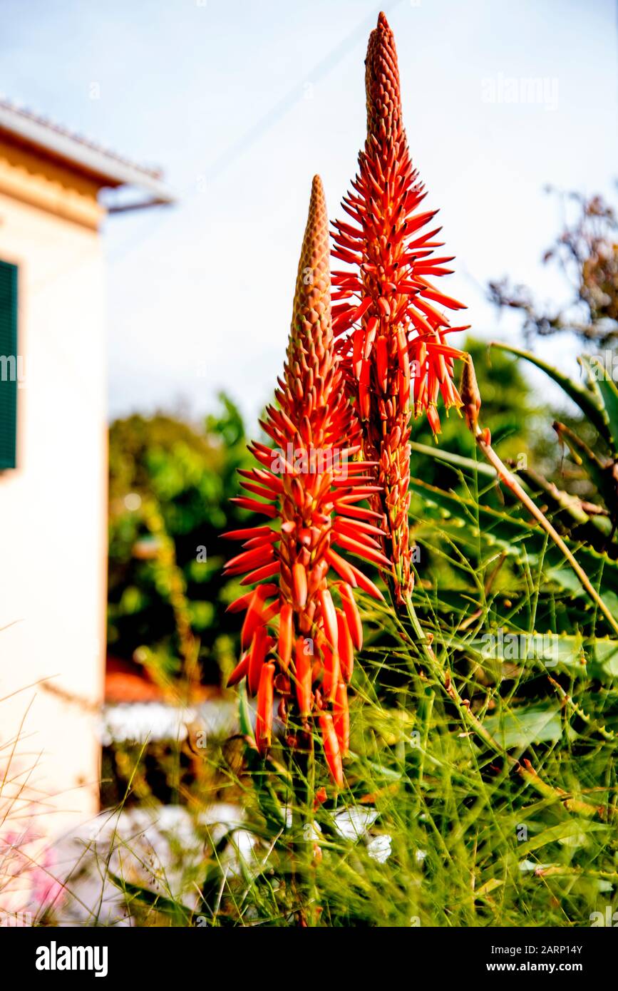 Madeira is called the island of Eternal Spring and is covered by ...