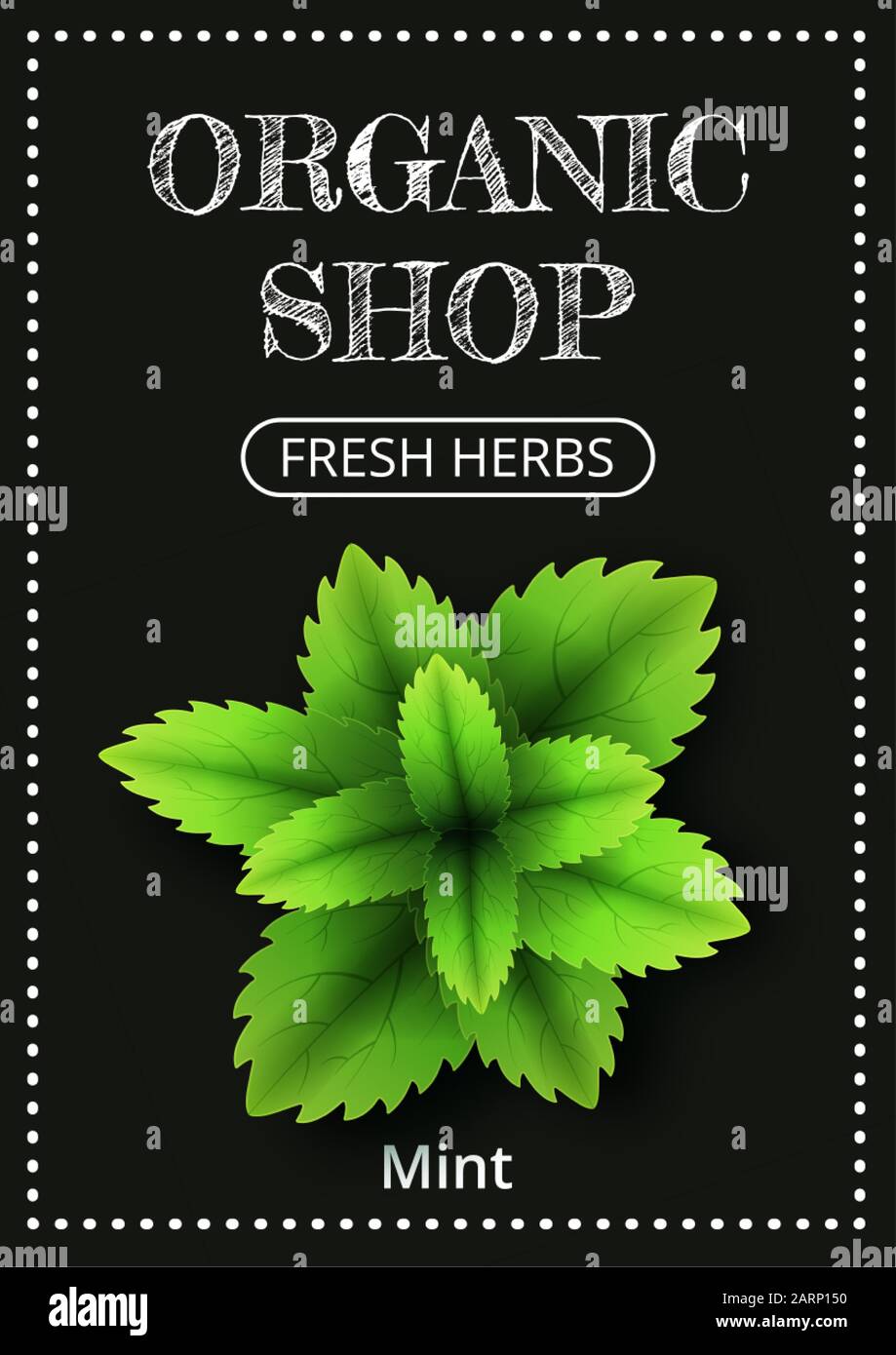 Menthol plants Stock Vector Images - Alamy