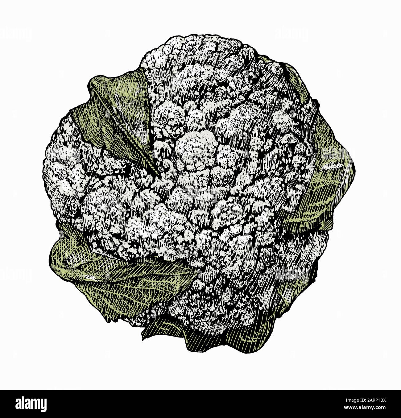 Cauliflower drawing hi-res stock photography and images - Alamy