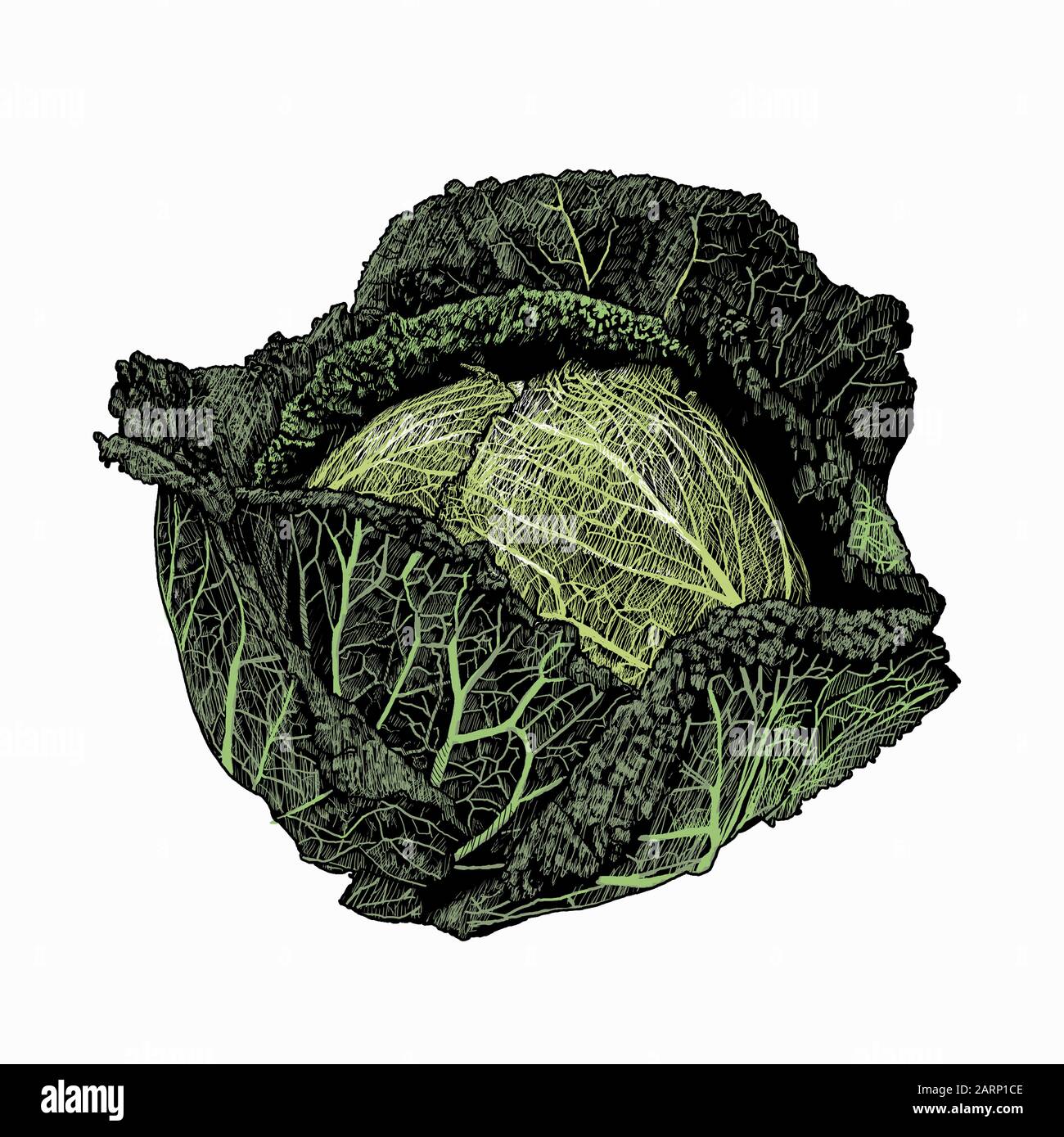Savoy cabbage illustration hi-res stock photography and images - Alamy