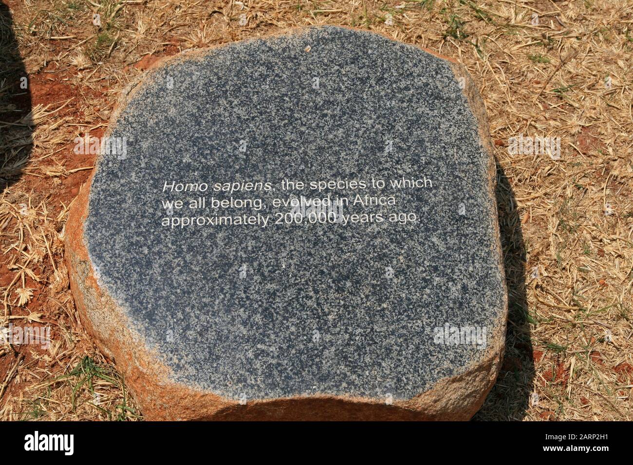 Rock with Printed writing explaining the species Homo sapiens began 200 ...