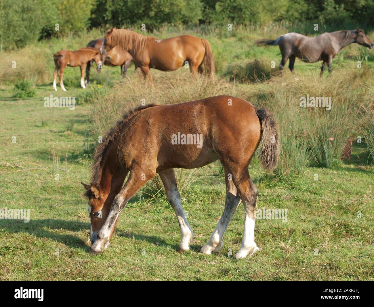 A group of Welsh Section D ponies graze a Spring paddock Stock Photo ...
