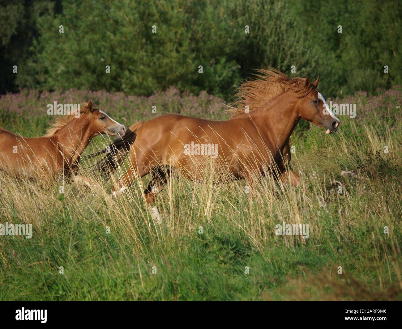 A group of Welsh Section D ponies canter across a Spring paddock Stock ...
