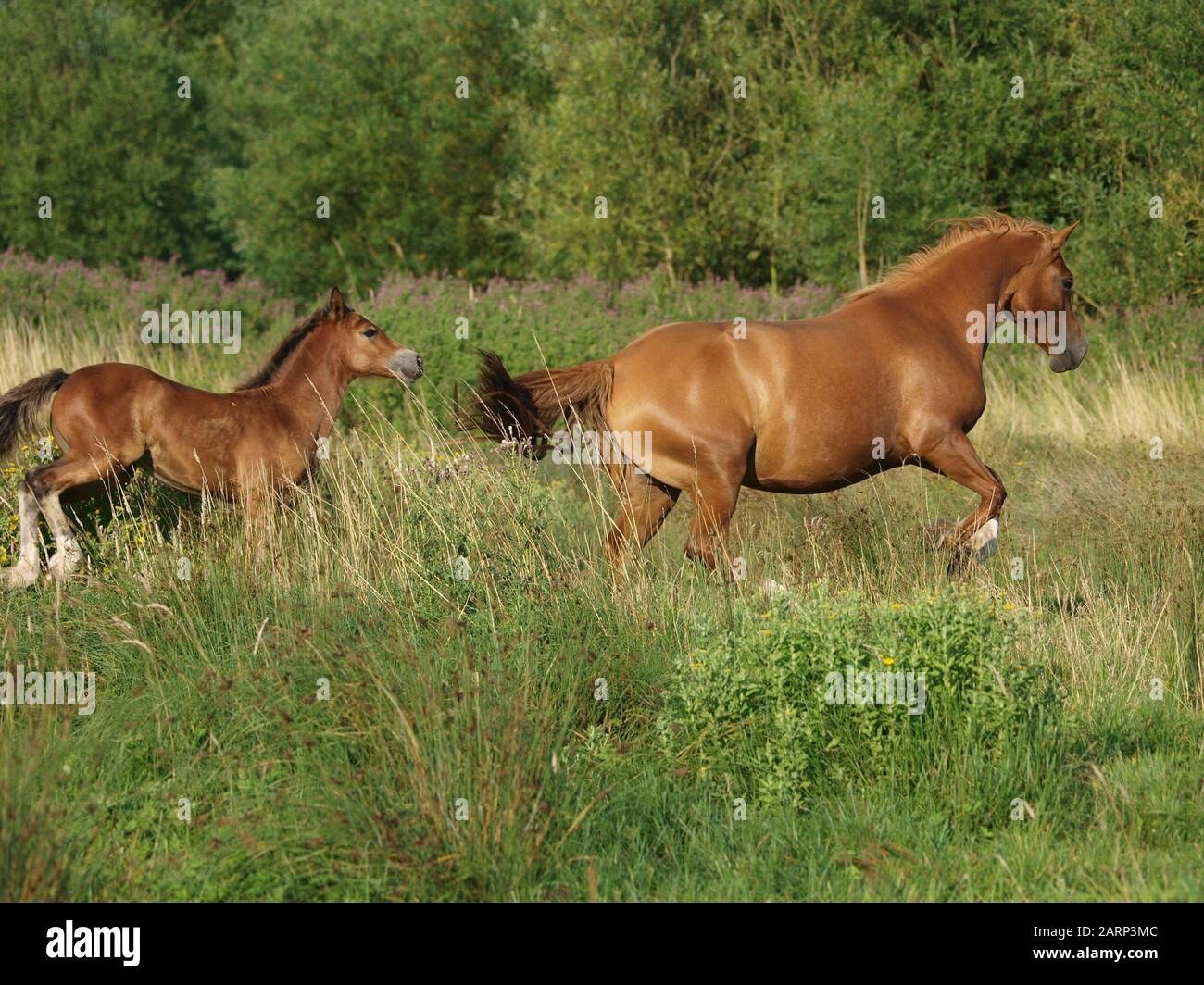 A group of Welsh Section D ponies canter across a Spring paddock Stock ...
