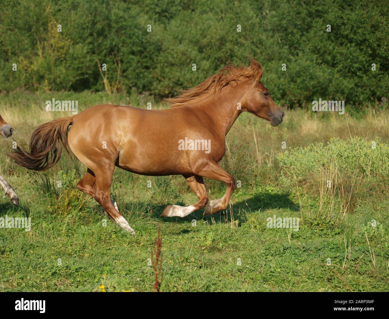 Chestnut welsh section a mountain pony hi-res stock photography and ...