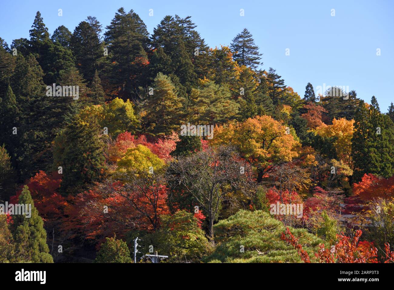 Japan autumn bonsai hi-res stock photography and images - Alamy