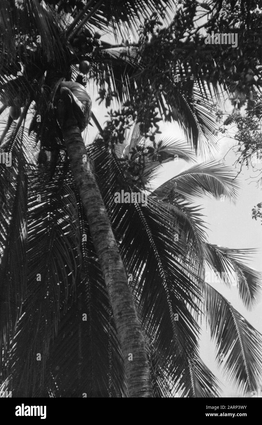 Indonesian climbed into a kappy tree to harvest coconuts Date: 1948/12 ...