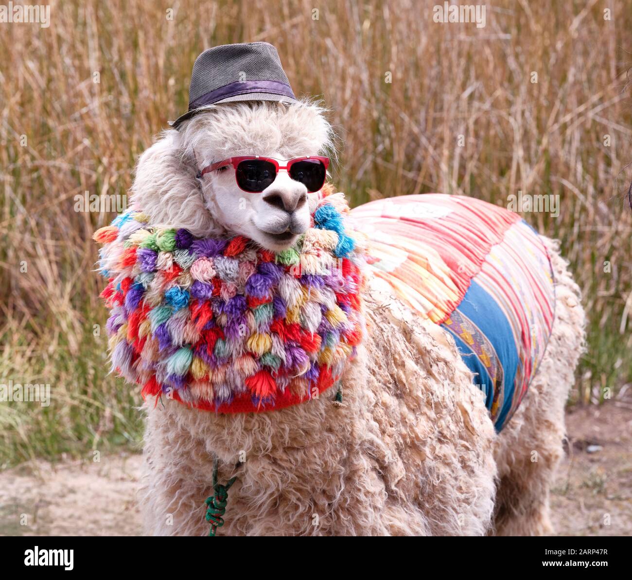 Llama funny hi-res stock photography and images - Alamy