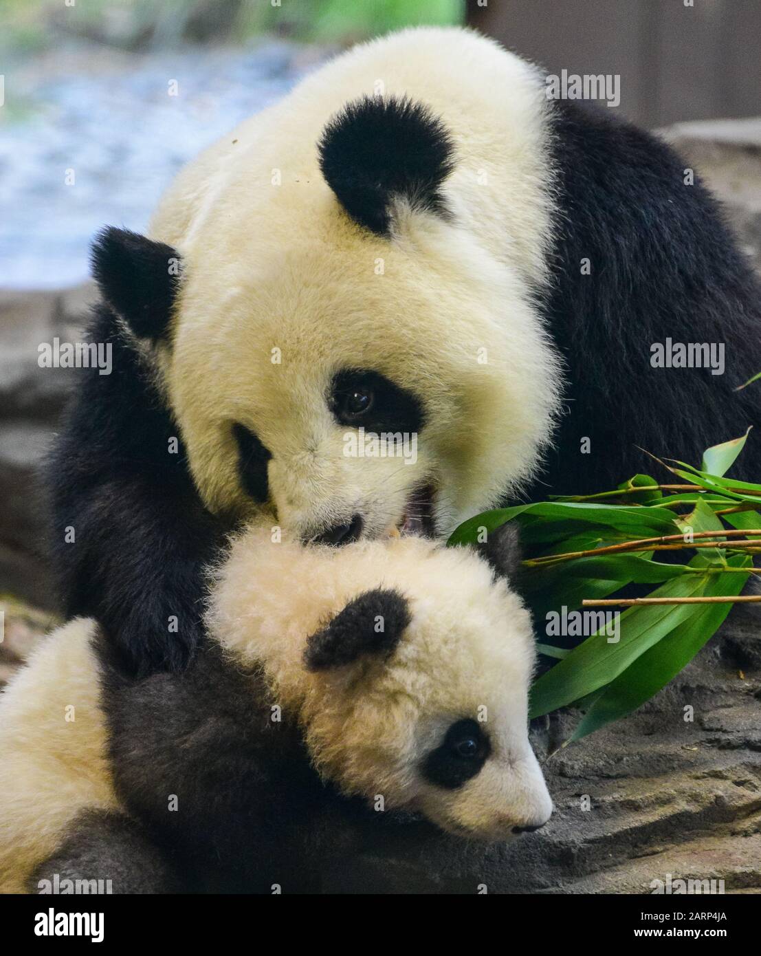 Cute Baby Pandas On A Slide